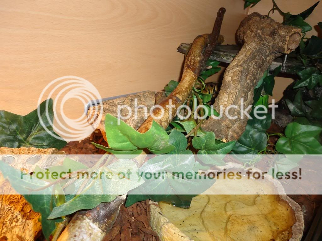 New Vivs | Reptile Forums