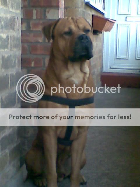My Mastiff x rottie | Reptile Forums