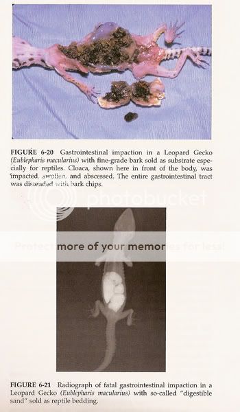 Calci Sand | Reptile Forums