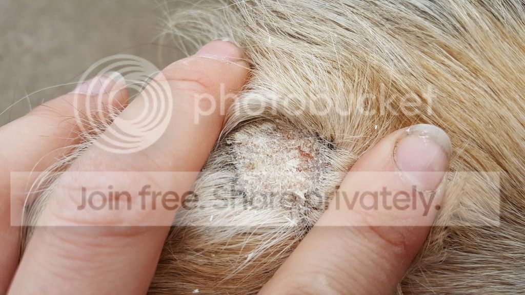 Is this ringworm? | Horse and Hound Forum