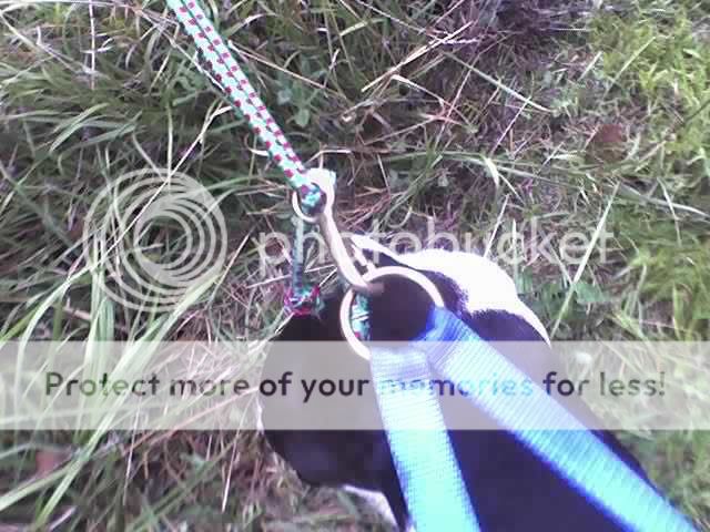 Bungee cord on ATV roading bars - Gun Dog Forum