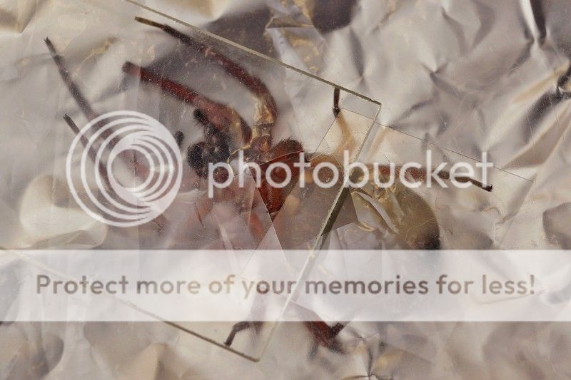 Adult female - Callobius severus - BugGuide.Net