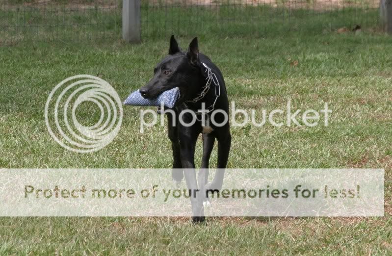 what are peoples opinions on 'outcrossing' | Doberman Forum : Doberman ...