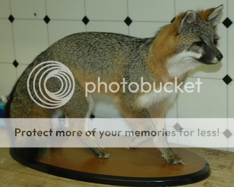 fox mount info | New Jersey Hunters